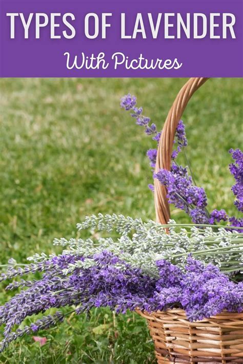 Different Types Of Lavender Plants