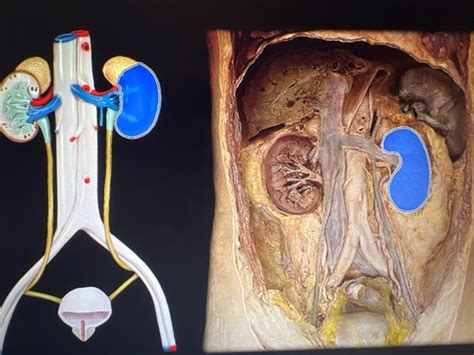 A P Lab Urinary System Flashcards Quizlet