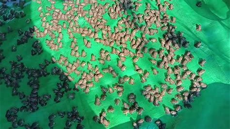 កសិដ្ឋានចិញ្ចឹម កង្កែប បន្ទាយមានជ័យ កូនកង្កែបពូជល្អល្អ យកមកបំប៉នមុននឹងលក់អោយម៉ោយ Youtube