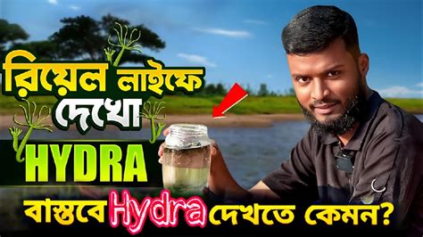 what does hydra look like ln real life hsc biology hydra explained