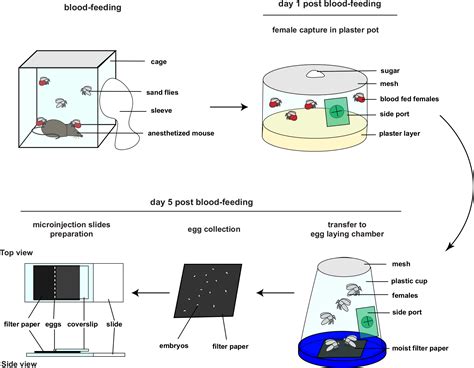 Sand Fly Phlebotomus Papatasi Embryo Microinjection For CRISPR Cas Mutagenesis Article JoVE