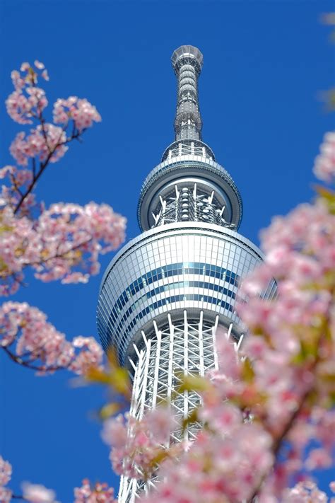 Tokyo Skytree Cherry Blossoms Free Photo On Pixabay