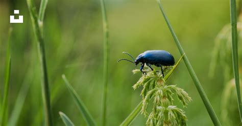 녹색 식물 위에 앉아있는 푸른 딱정벌레 사진 Unsplash의 무료 스위스 이미지