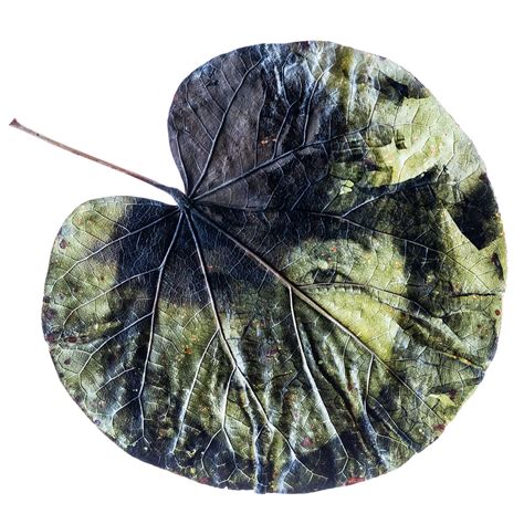 Portraits On Leaves Eti Namir Photography