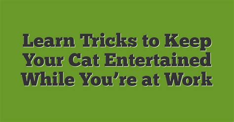 Learn Tricks To Keep Your Cat Entertained While You Re At Work