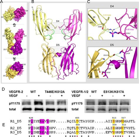 Structure Of The Full Length Vegfr 1 Extracellular Domain In Complex