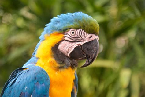 30 Lears Macaw Foto Foto Stok Potret And Gambar Bebas Royalti Istock