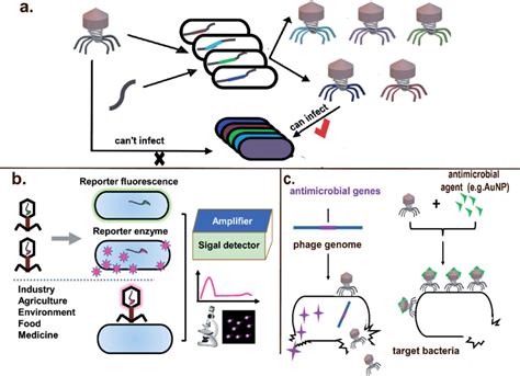 Applications Of Engineered Phages A The Host Range Of Phages Could Download Scientific