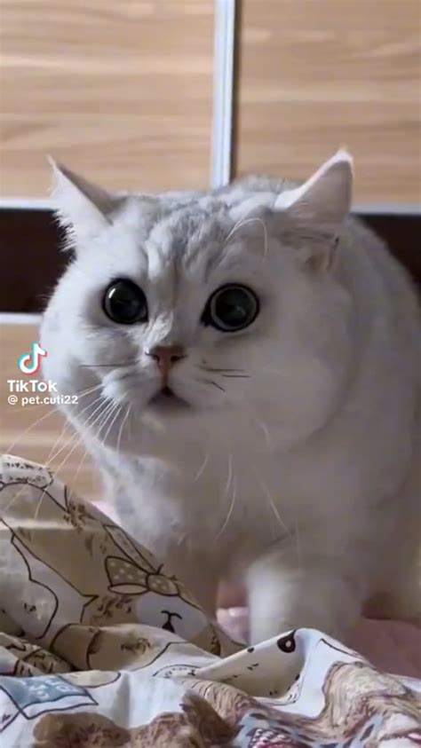 cutie r holdmycatnip