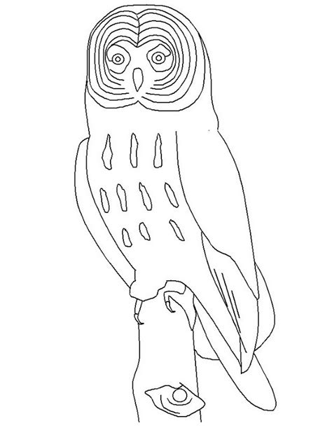 올빼미 9 마리 색칠하기