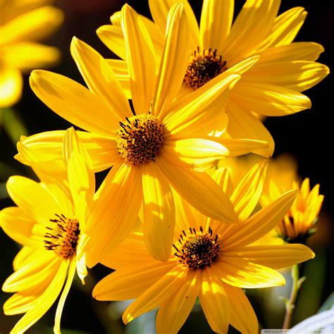 Yellow Flowers Close Up 4k Uhd Wallpaper For Ultrahd Desktop And Tv