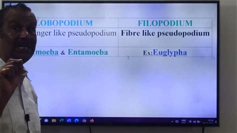 323lobopodiaand Filopodia Jrsvsqunit V Locomotion And Reproduction