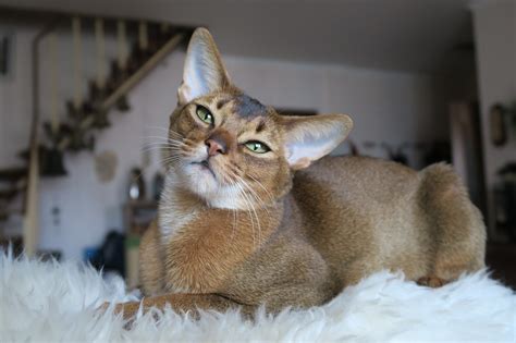 Abyssinian Cat Colors Worksheet Template