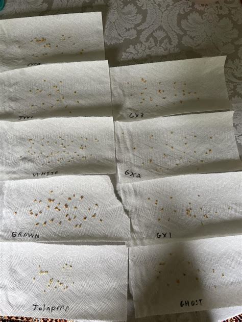 Pickling Fermenting And Seed Saving Rhotpeppers