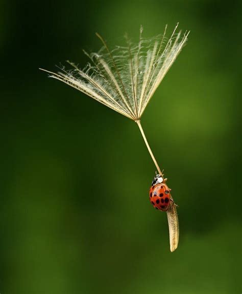 Pin By Debbie Hanft Smith On Trips Outside Ladybug Ladybird Macro