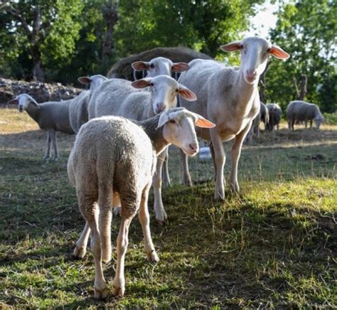Kostenlose Bild Lamm Schaf Feld Landwirtschaft Viehzucht Rasen