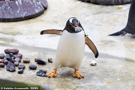 Edinburgh Zoos Gentoo Penguins Have Started Building Sex Nests To