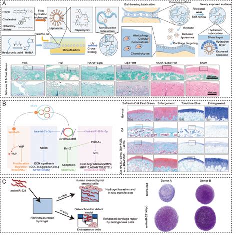 Application Of Cartilage Targeted Hydrogel In Osteoarthritis A Download Scientific Diagram