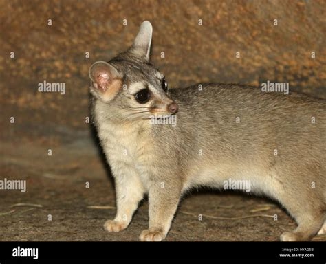 Ringtail Cats In California