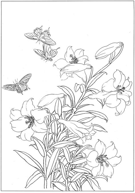 百合花工笔白描线稿，上色练习21图