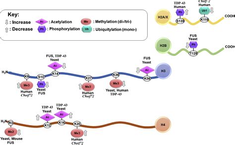 Epigenetics In Amyotrophic Lateral Sclerosis A Role For Histone Post