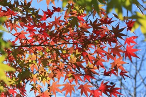 イロハモミジの写真素材｜写真素材なら「写真ac」無料（フリー）ダウンロードok