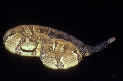 Snake Pictures Timber Rattlesnake