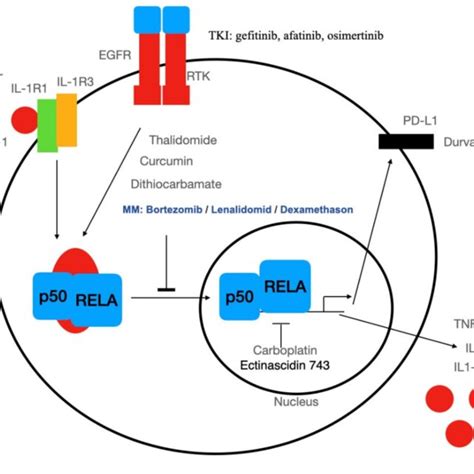 Overview Of Biologicals Anti Il1β Anti Pdl 1 And Small Molecules Download Scientific Diagram