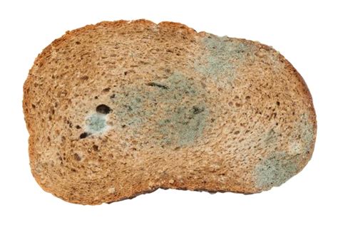 Bread Mold Detection 2 Object Detection Dataset By Gopletzzz