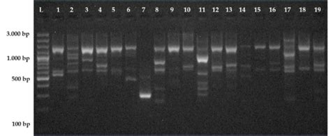 Issr Profiles Of 19 Zingiber Officinale Accessions Using Primer Issr