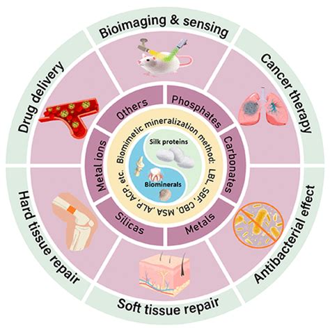 Silk Protein Mediated Biomineralization From Bioinspired Strategies And Advanced Functions To