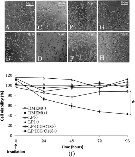 The Cell Morphology 96 Hours After Irradiation A Lp Icg C18 Without