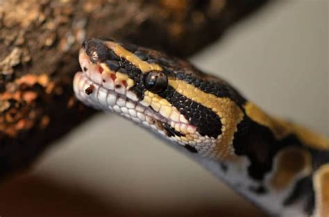 The Largest Python Ever Caught In Florida The Largest Python Ever Caught In Florida