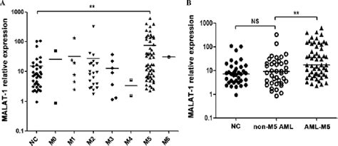 Figure 1 From Upregulation Of Long Non Coding Rna Malat 1 Confers Poor