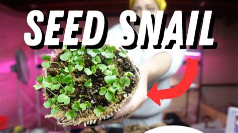 Seed Snail NEW Seed Starting Method Seed Starting Seeds Seedlings