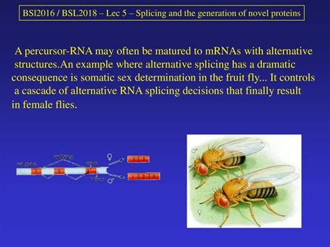 In Eucaryotes Most Genes Are Interrupted The Coding Ppt Download