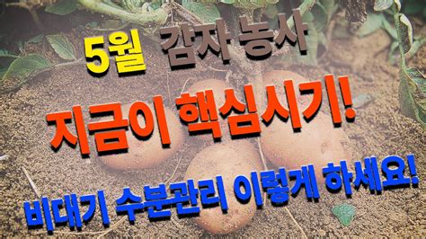 봄감자 5월은 비대와 수확량 핵심 시기입니다 줄기덩이 비대기 관리방법 Youtube