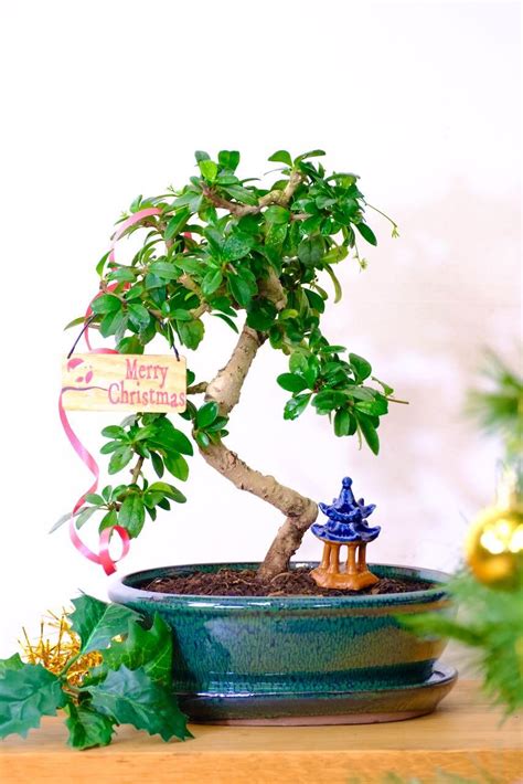 Twisty Flowering Indoor Bonsai Advent Offer 4 Flowering