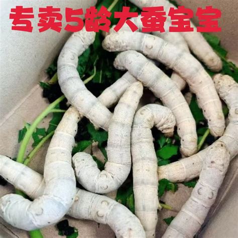 1龄5龄巨型彩色蚕宝宝学生养蚕套装推荐！白蚕彩色蚕卵金丝蚕饲养工具盒子 蚕宝宝 淘宝好物网