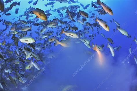 Red Snapper Mass Shoal Of Fish Spawning Stock Image C0416502