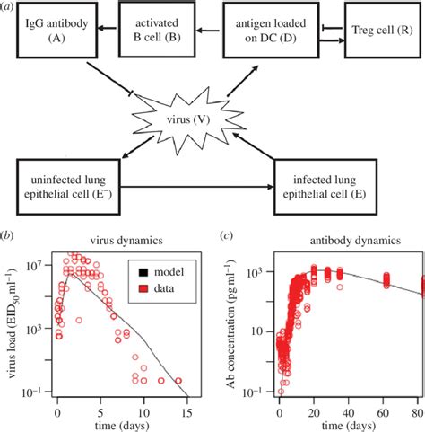 Mathematical Model Of Influenza Virus Dynamics In A Mammalian Host A