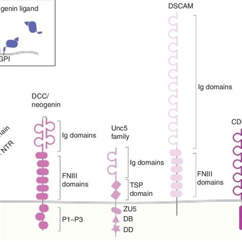 Schematic Of Netrins And Their Receptors Structure And Signaling At