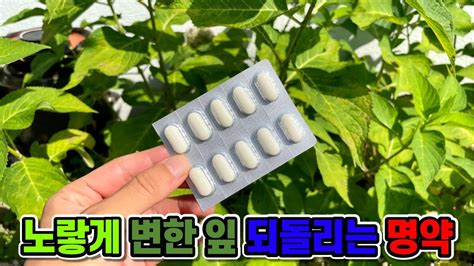 노랗게 변한 잎 초록색으로 되돌리는 방법 Youtube