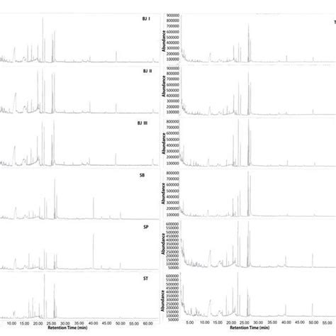 GC MS Metabolic Profile Of Samples Of S Androgynus From East Java Download Scientific