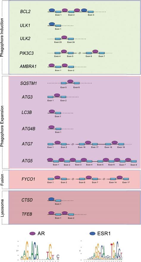 Sex Differences In Autophagy Mediated Diseases Toward Precision
