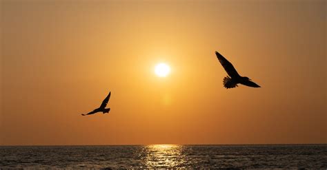 일몰에 바다 위를 나는 갈매기 · 무료 스톡 사진