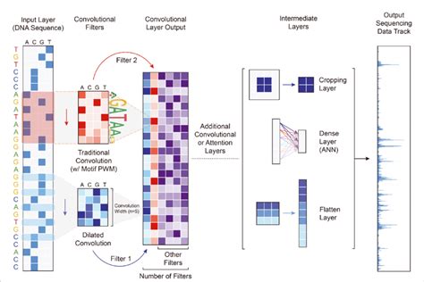 Sample Genomics Dl Model With Convolutional Attention And Download Scientific Diagram