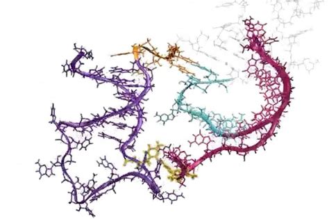 New Data Driven Videos Animate Folding Technique RNA Uses To Fit Inside Cells UPI Com