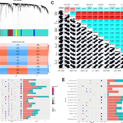 Weighted Correlation Network Analysis A Recognition Module Each