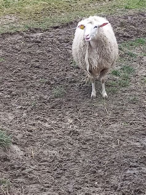 Ovca Prodaja Ili Zamjena